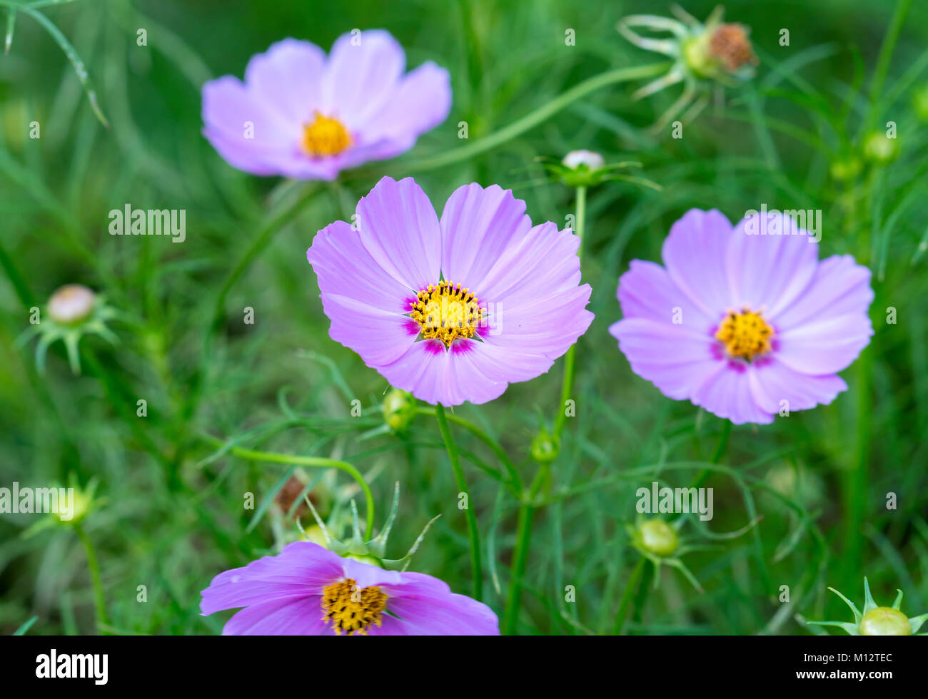 Close up cosmos bipinnatus flowers shine in the flower garden with ...