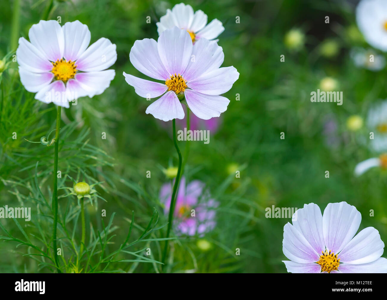 Close up cosmos bipinnatus flowers shine in the flower garden with ...