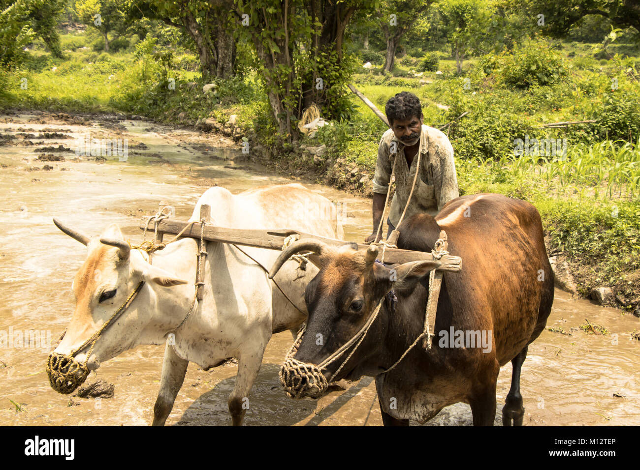 Image of an Indian farmer working with bull in the paddy field Stock ...