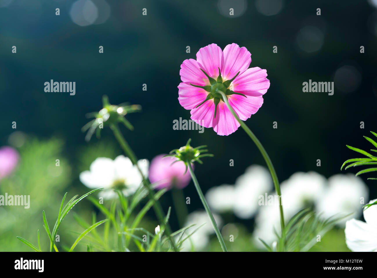 Close up cosmos bipinnatus flowers shine in the flower garden with ...