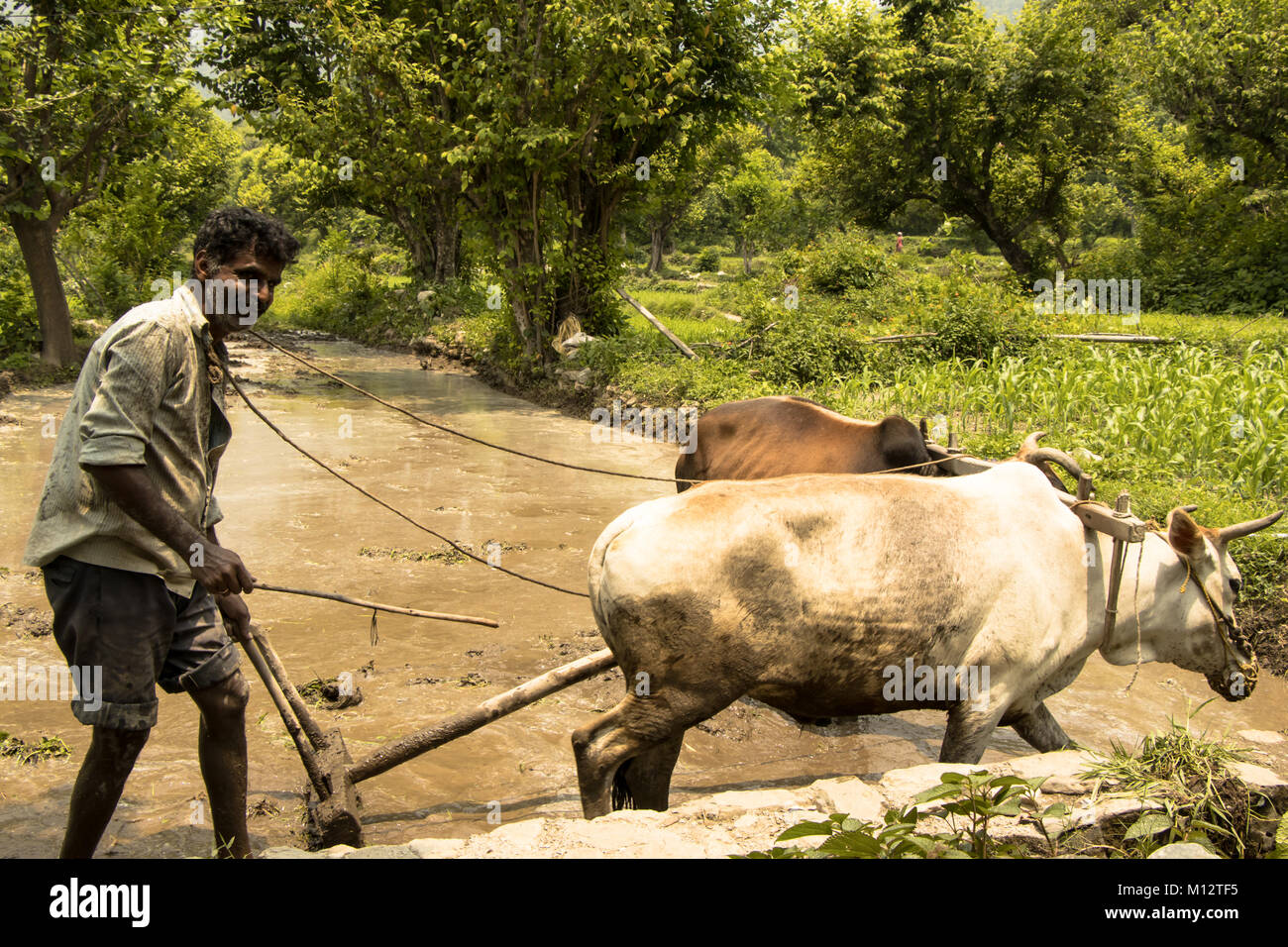 Image of an Indian farmer working with bull in the paddy field Stock ...