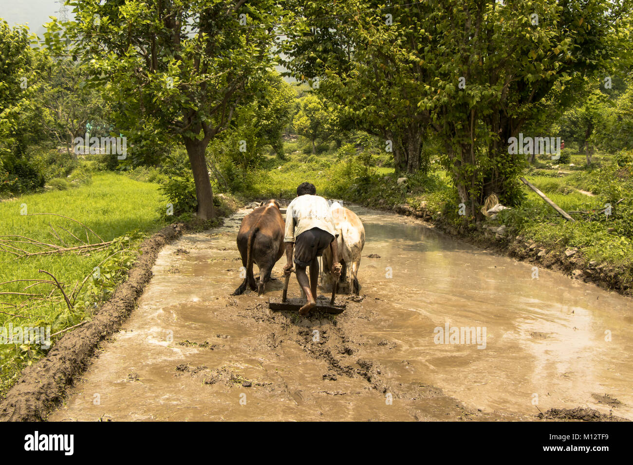 Indian bull in agriculture field hi-res stock photography and images ...