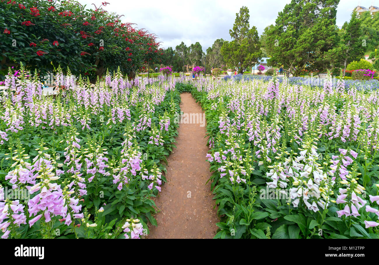 Panorama digital or foxglove with mauve flowers with purple spots Stock ...