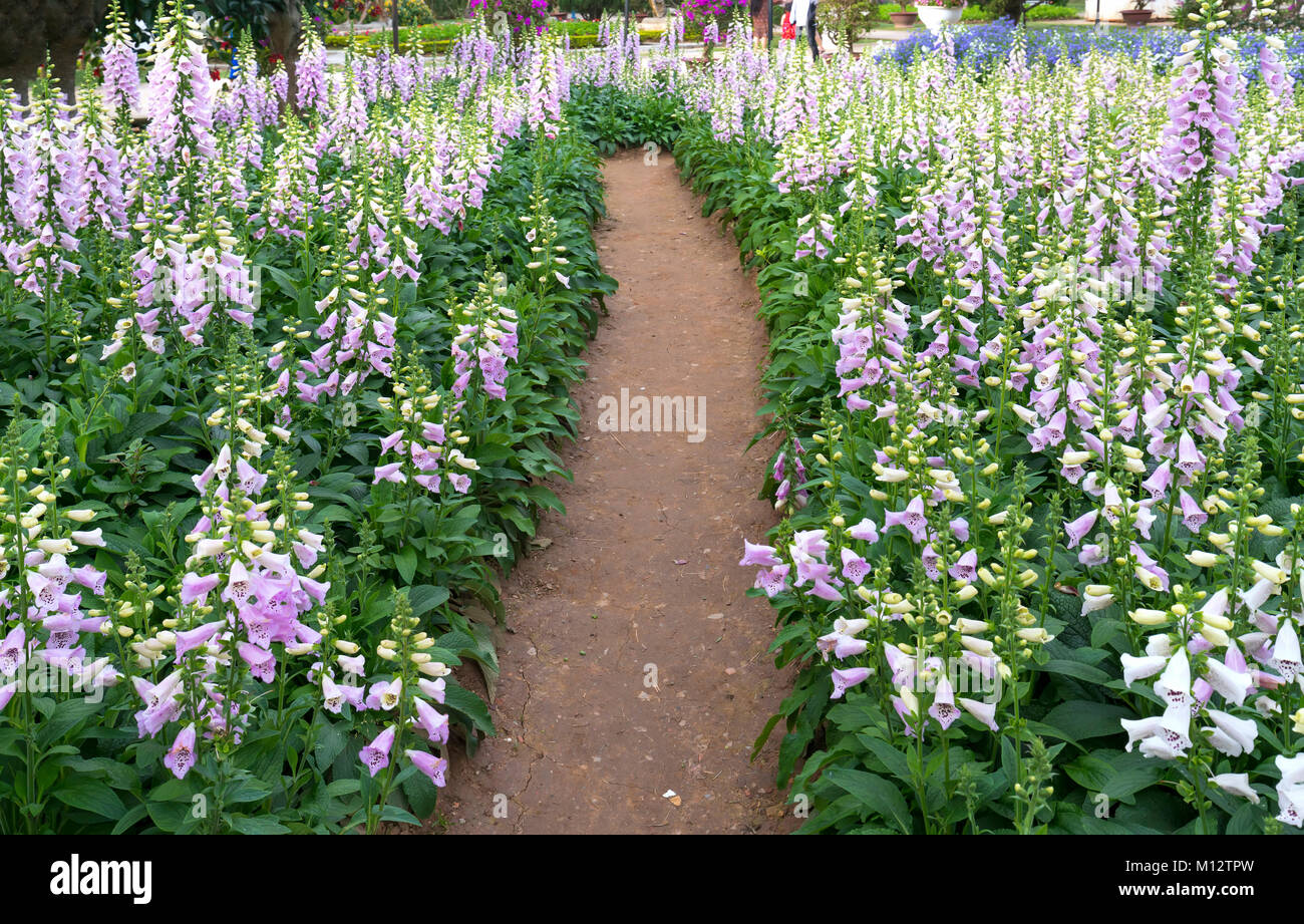 Panorama digital or foxglove with mauve flowers with purple spots Stock ...