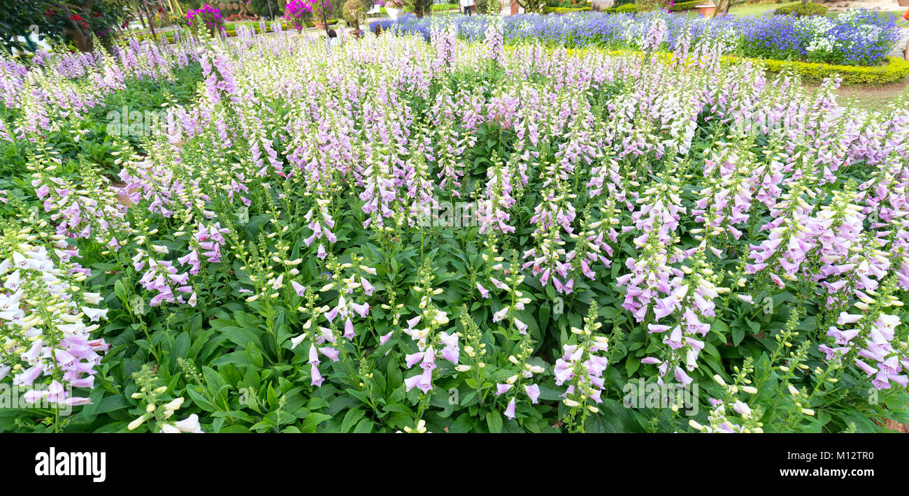 Panorama digital or foxglove with mauve flowers with purple spots Stock ...