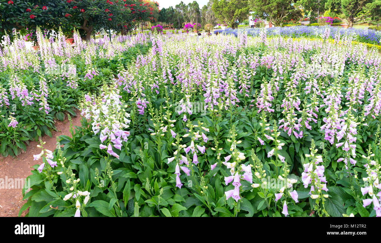 Panorama digital or foxglove with mauve flowers with purple spots Stock ...