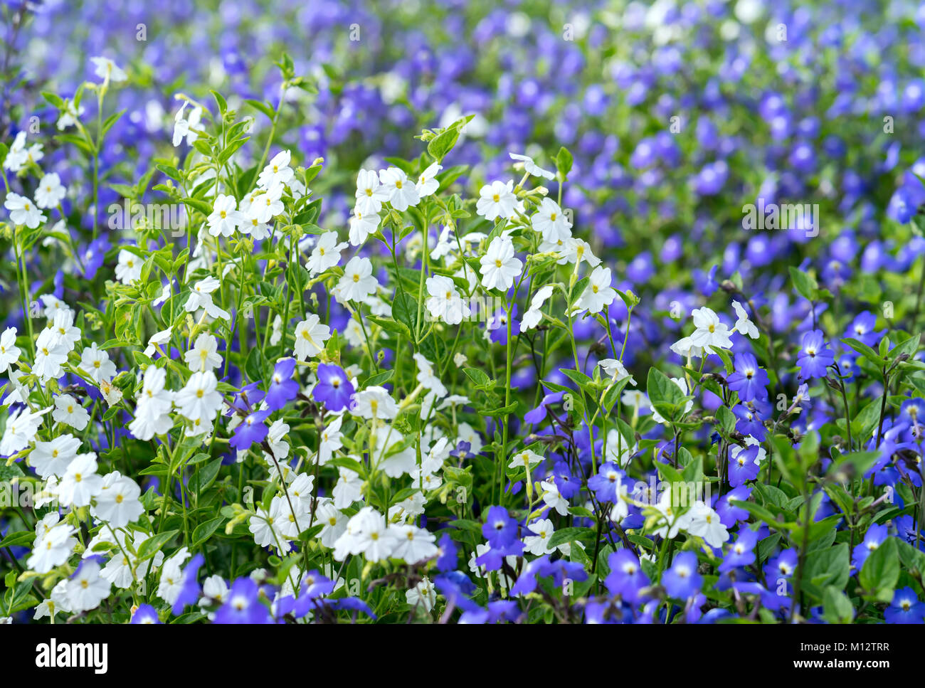 European Michaelmas Daisy blooms in a sunny, pink-violet garden that ...