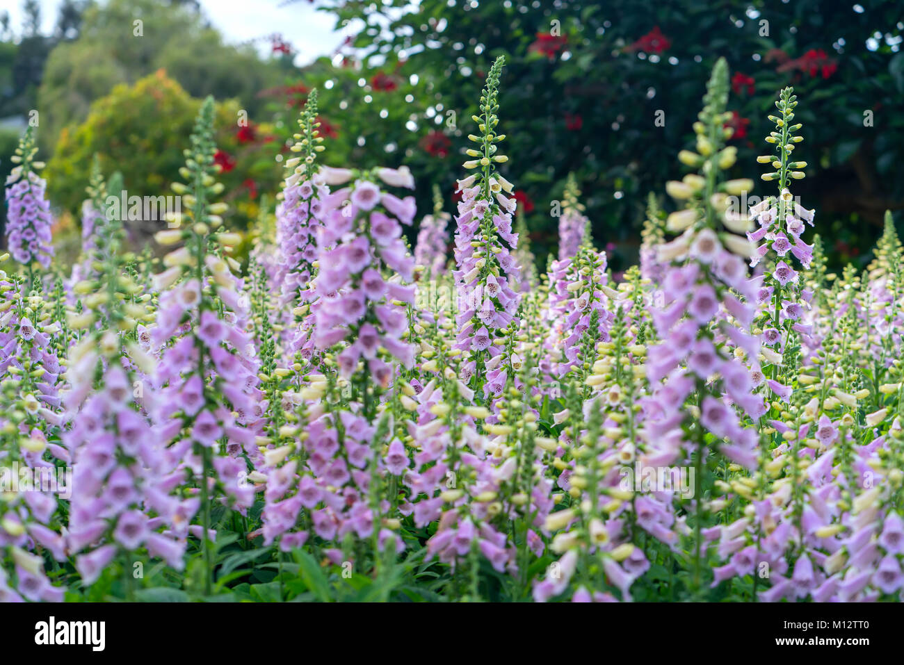 Digitalis or foxglove with mauve flowers with purple spots. Amazing ...