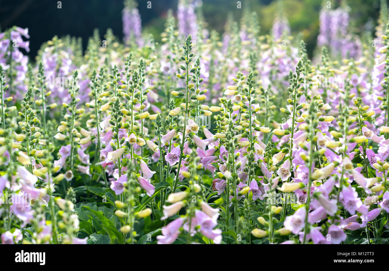 Digitalis or foxglove with mauve flowers with purple spots. Amazing ...