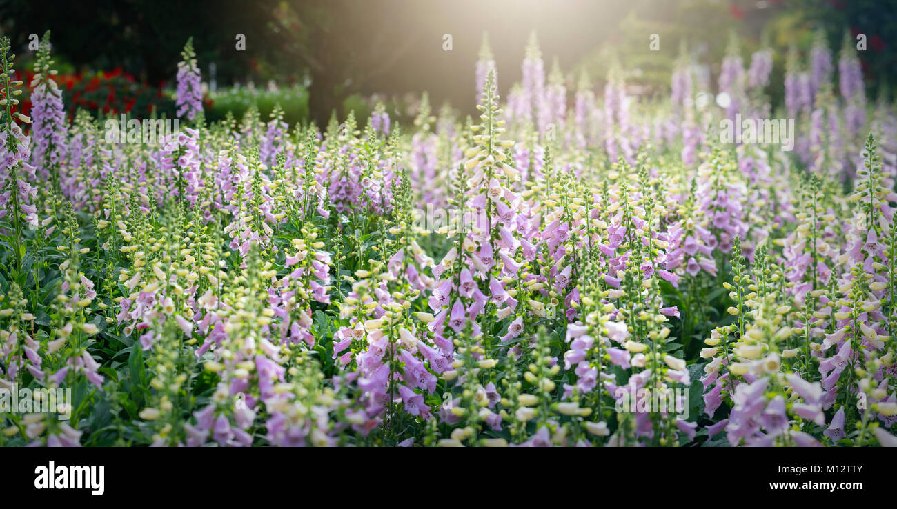 Digitalis or foxglove with mauve flowers with purple spots. Amazing ...