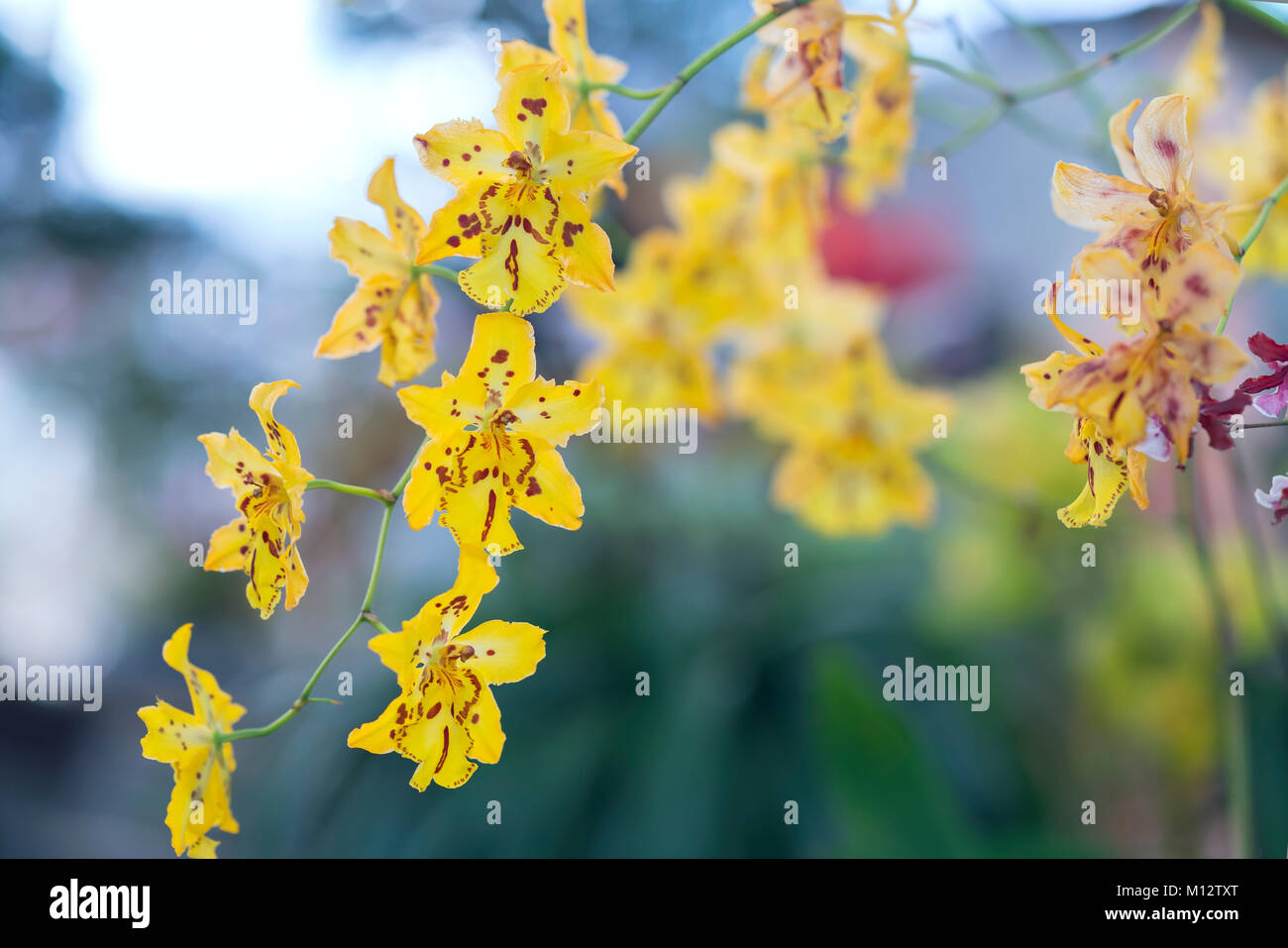Cattleya Labiata flowers bloom in spring adorn the beauty of nature ...