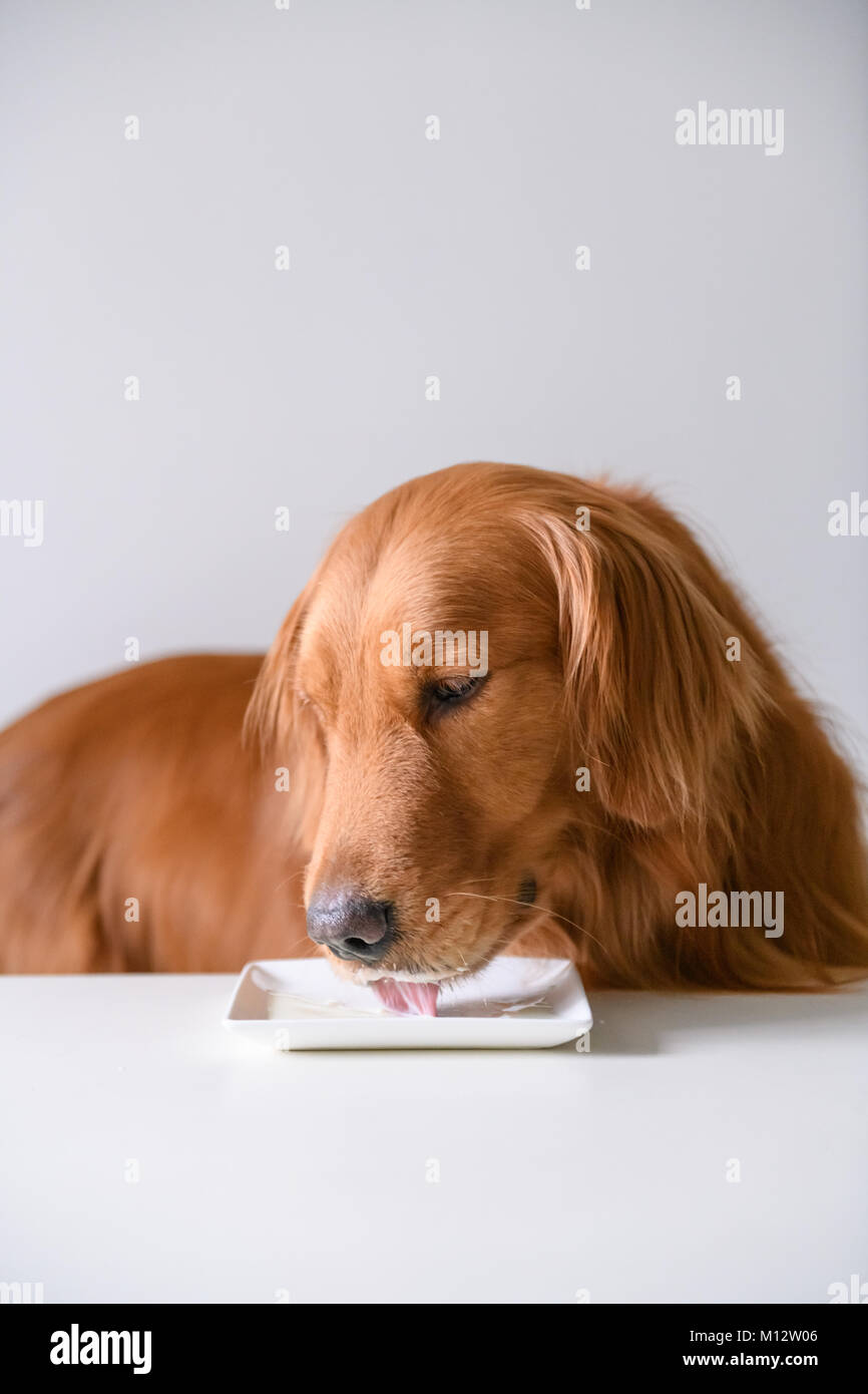 Golden Retriever eating Stock Photo - Alamy