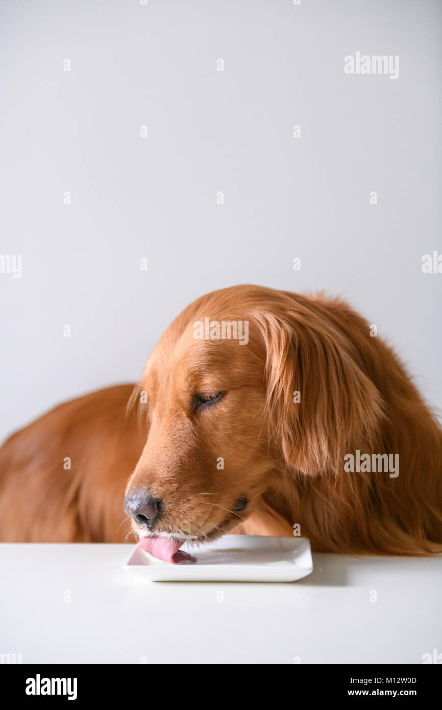 Golden Retriever eating Stock Photo - Alamy