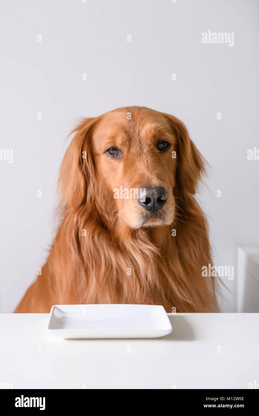 Golden Retriever and Plate Stock Photo - Alamy