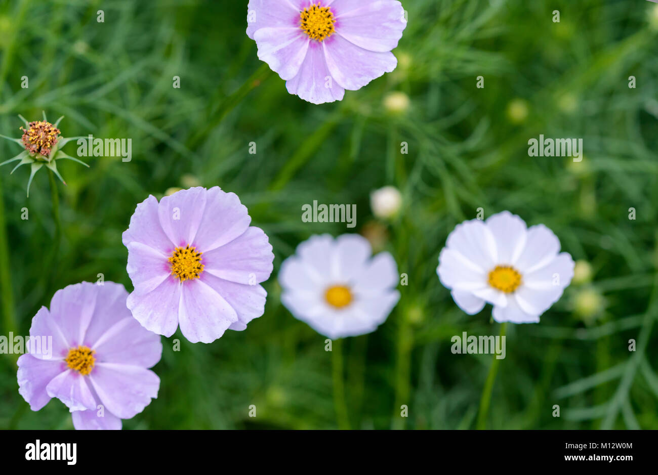 Cosmos bipinnatus flowers shine in the flower garden with colorful ...