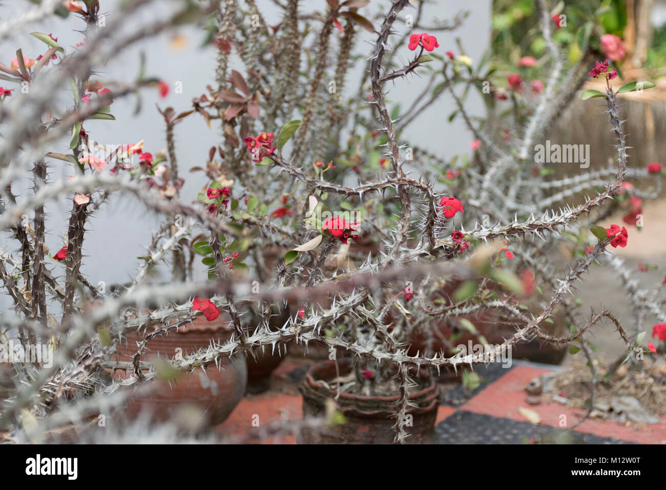 Garden red flower hi-res stock photography and images - Alamy