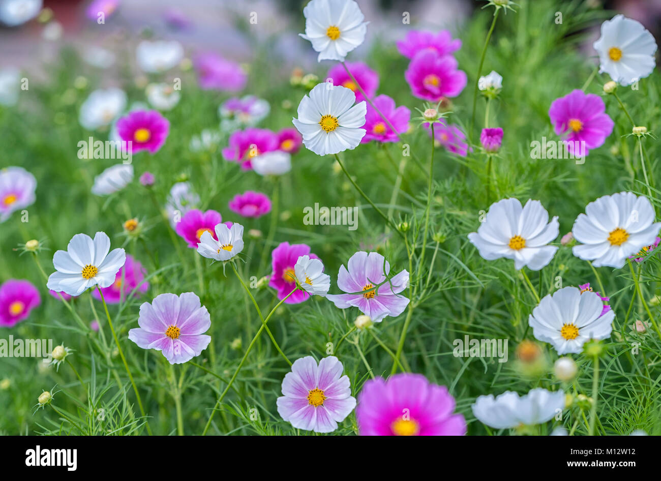 Cosmos bipinnatus flowers shine in the flower garden with colorful ...