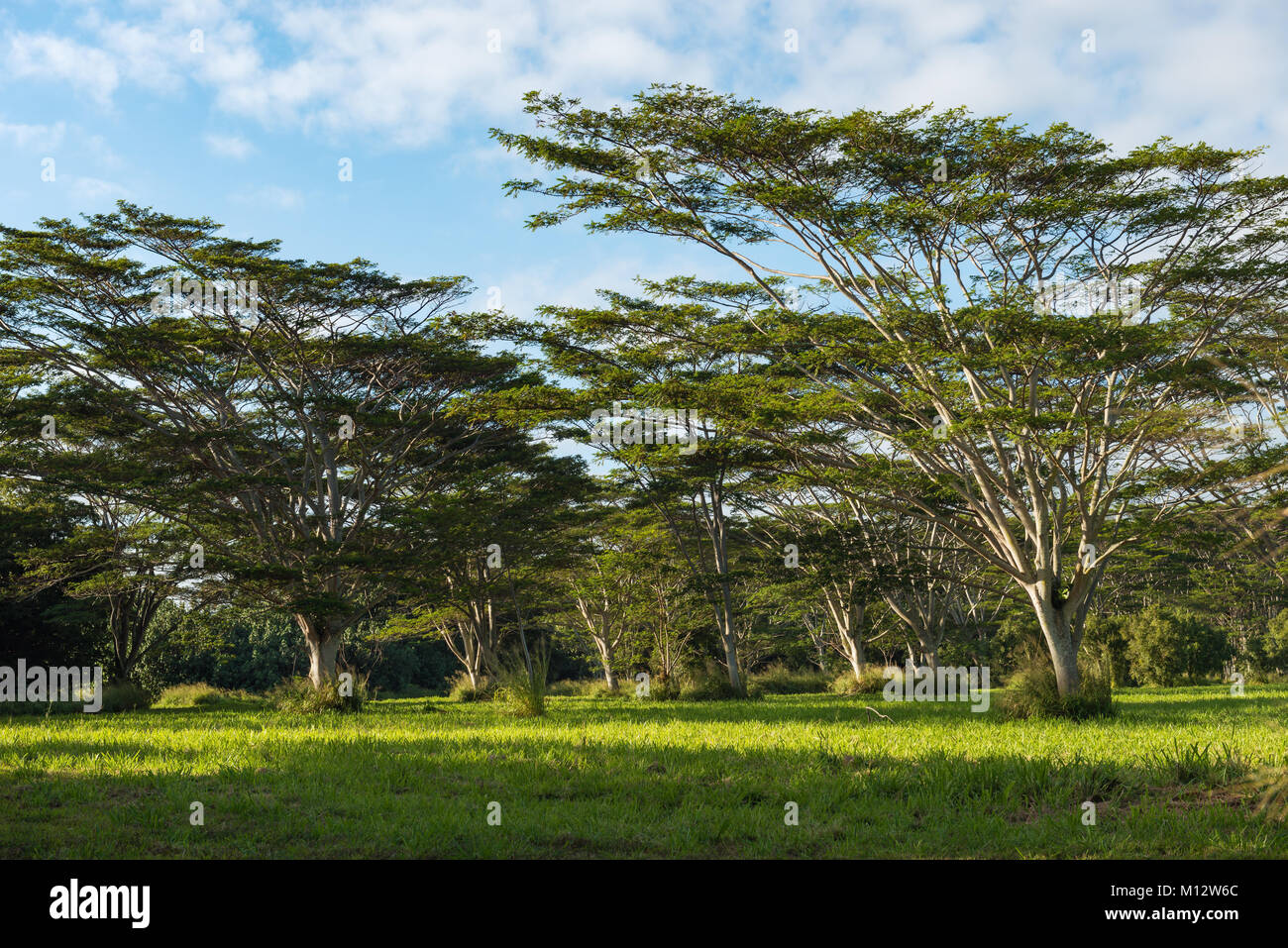 Acacia tree koa tree hawaii hi-res stock photography and images - Alamy
