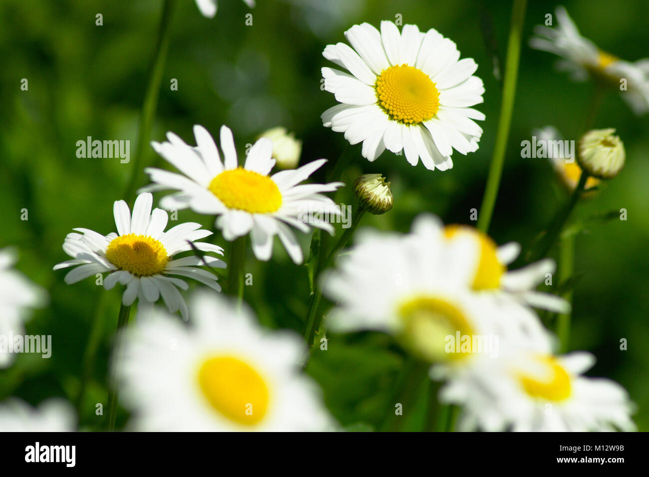 Group of Daisies Stock Photo - Alamy
