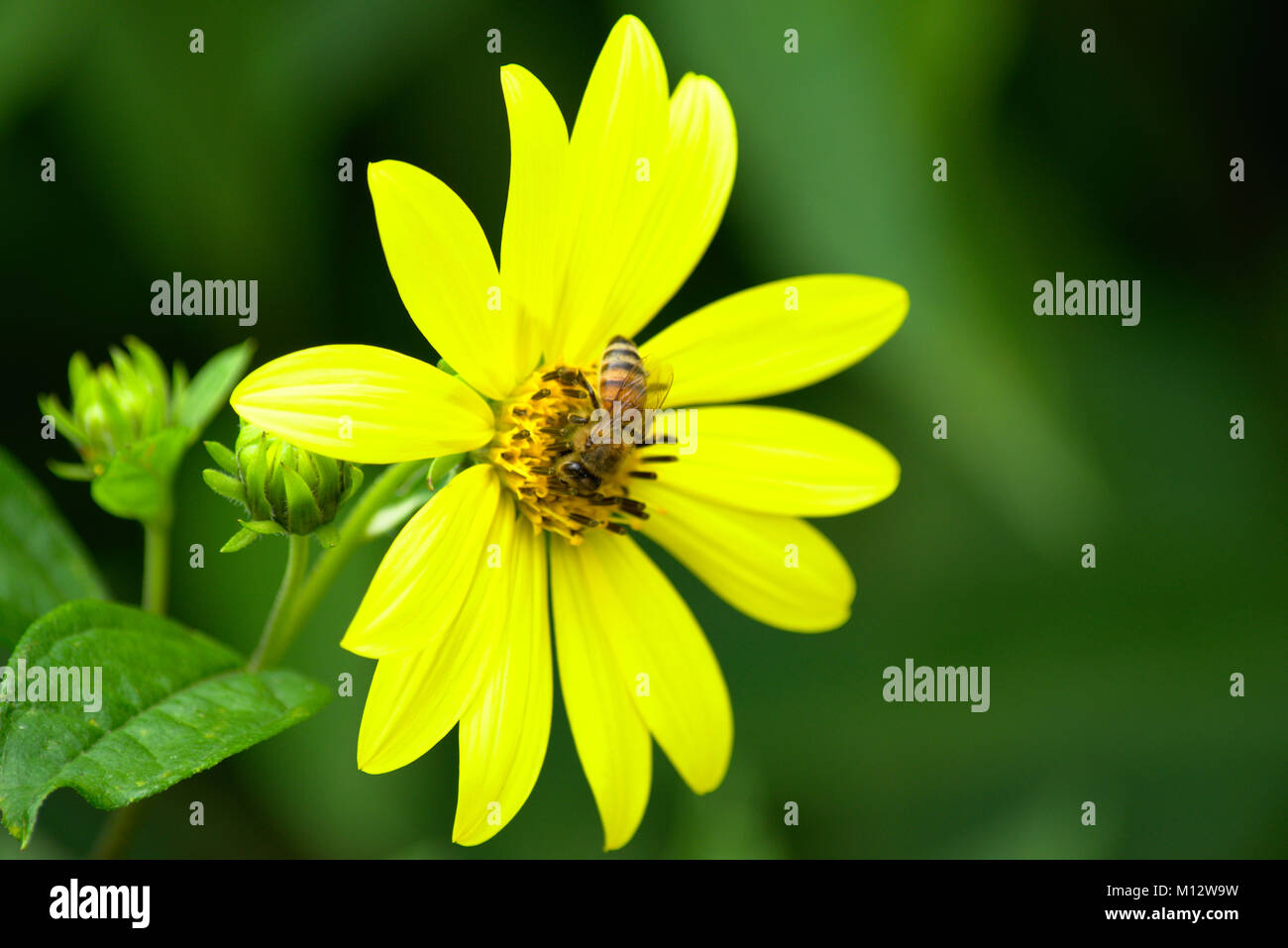 Yellow Daisy with Bee Stock Photo - Alamy