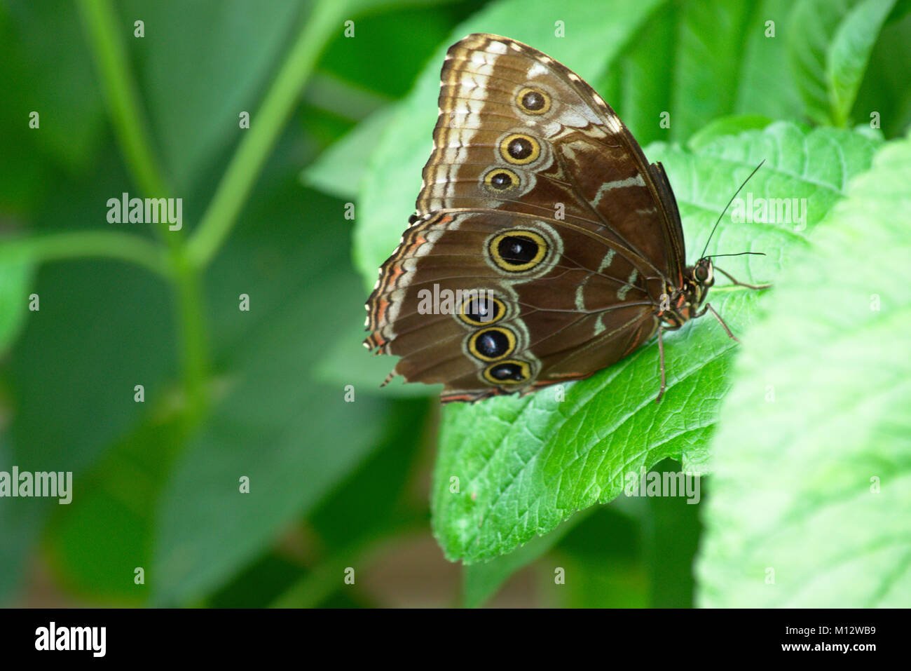 Scarce morpho hi-res stock photography and images - Alamy