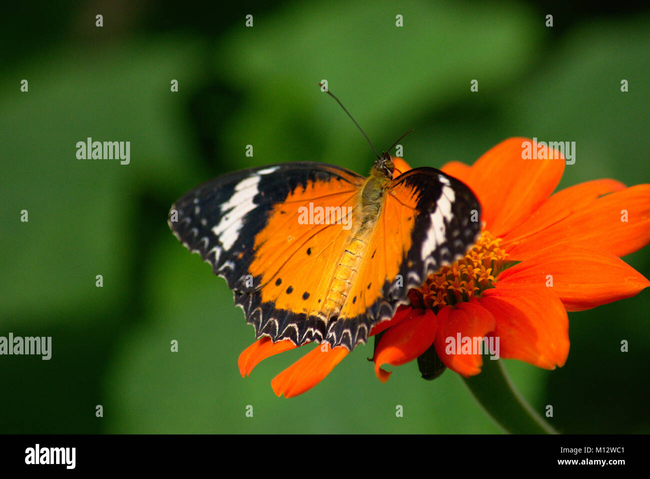 Leopard Lacewing Butterfly on Mexican Sunflower Stock Photo - Alamy