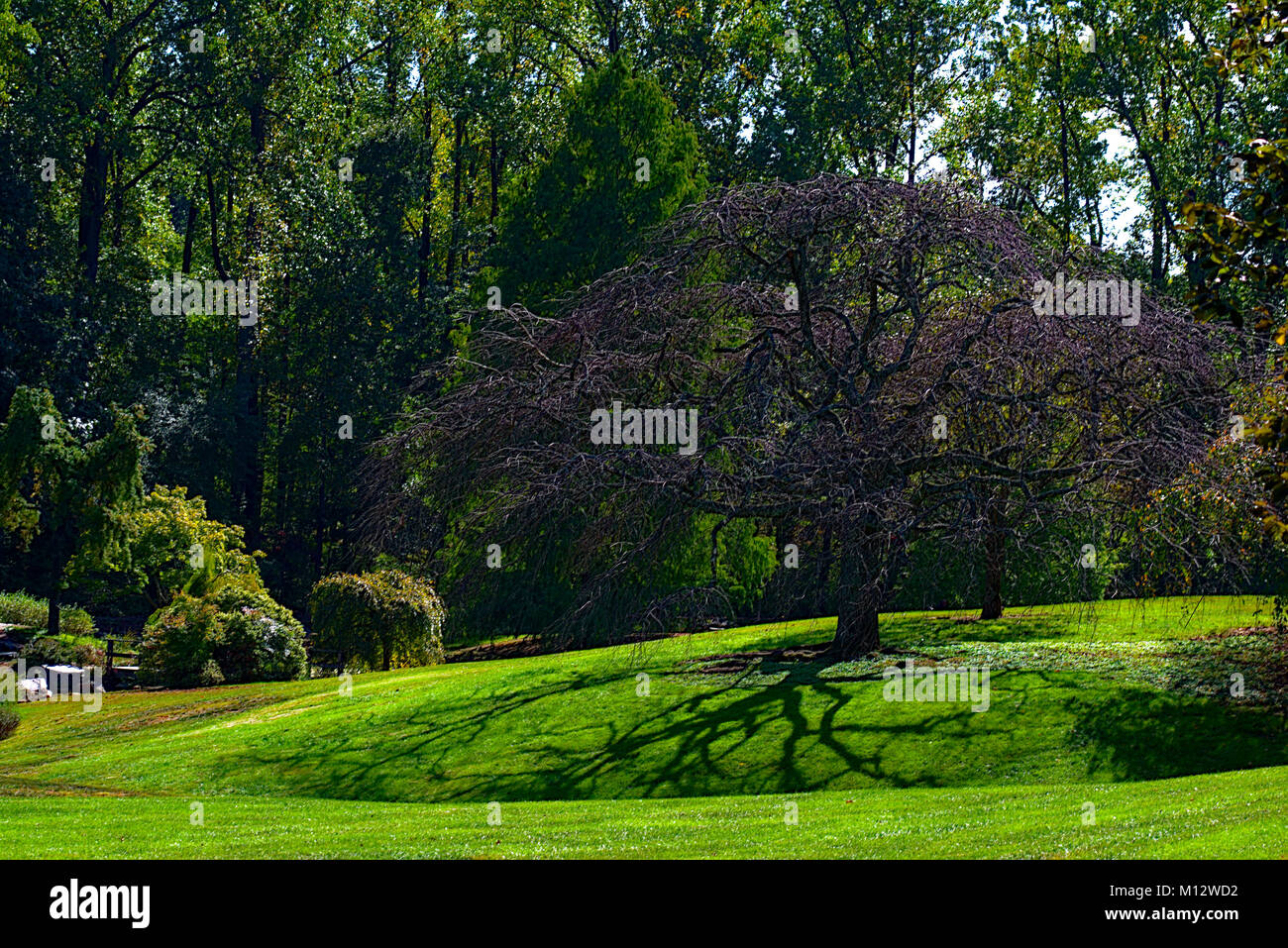 Lush green Tree Landscape Stock Photo - Alamy