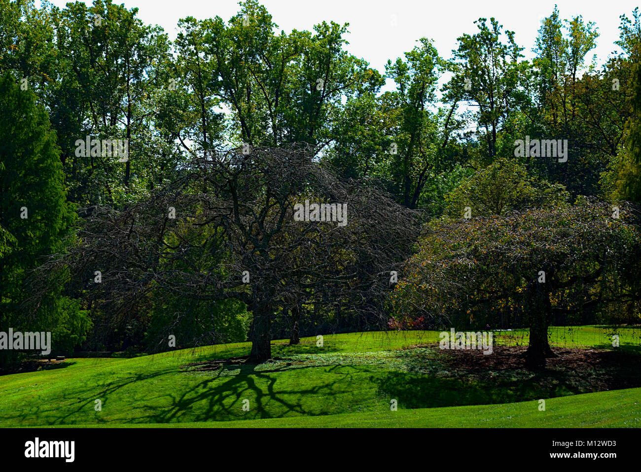 Lush green Tree Landscape Stock Photo - Alamy