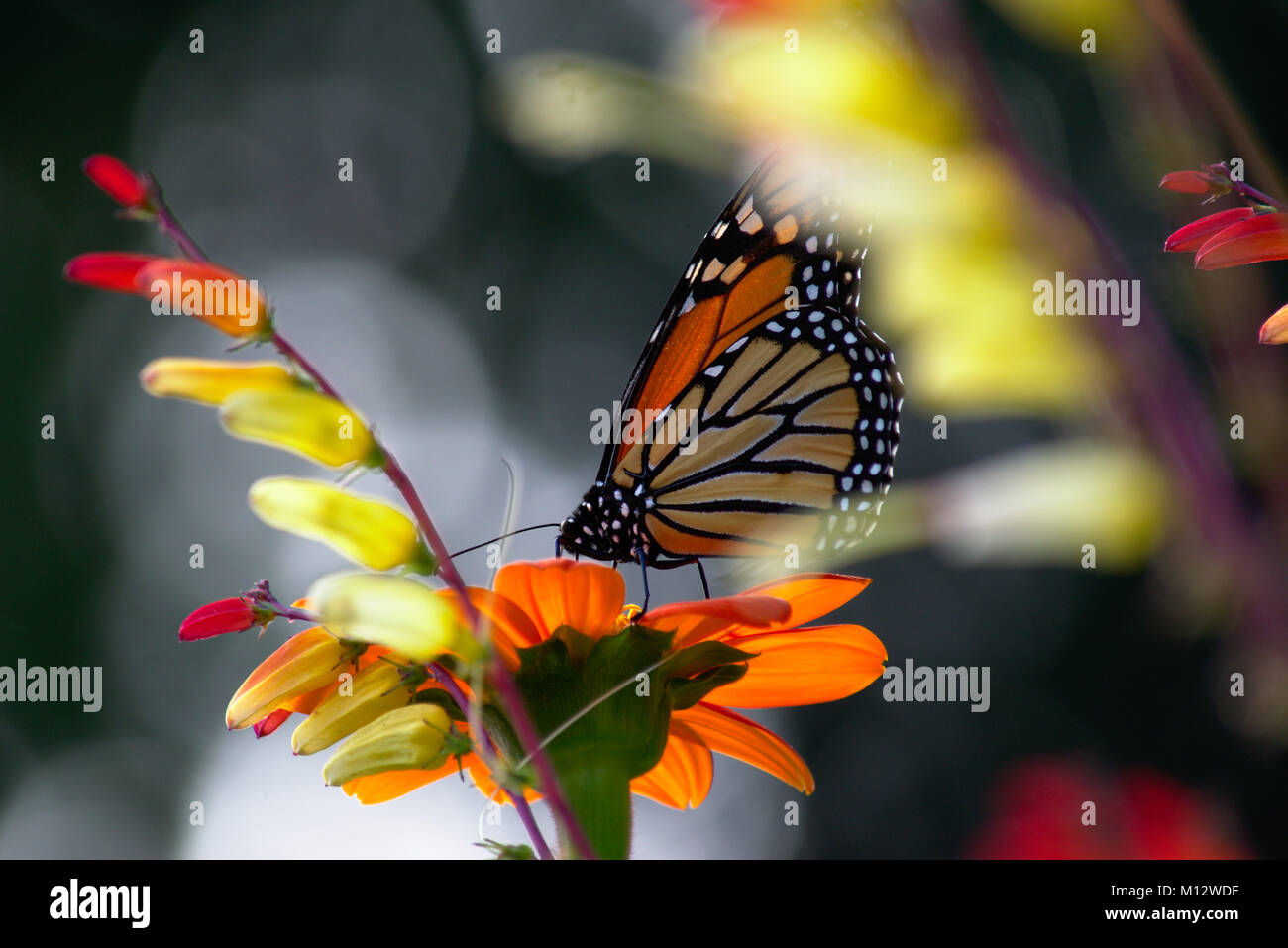 Monarch Butterfly on flower Stock Photo - Alamy