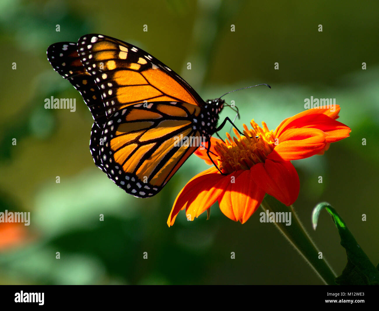 Monarch Butterfly on flower Stock Photo - Alamy