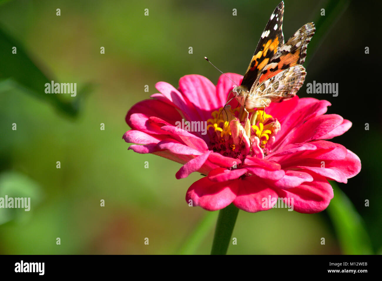 American Painted Lady on flower Stock Photo - Alamy