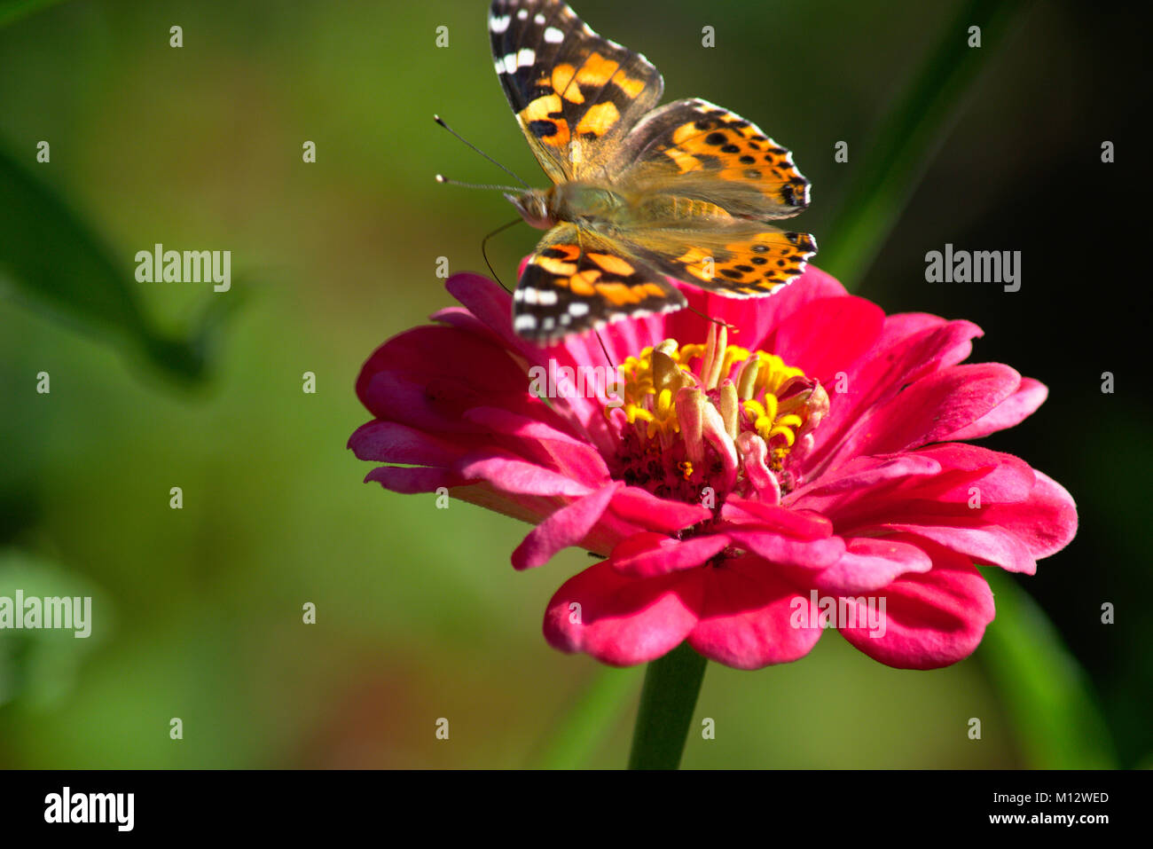 American Painted Lady on flower Stock Photo - Alamy