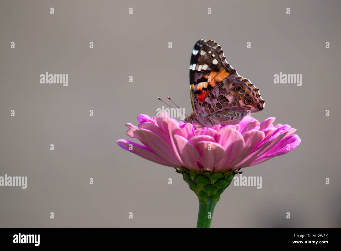 American Painted Lady on flower Stock Photo - Alamy