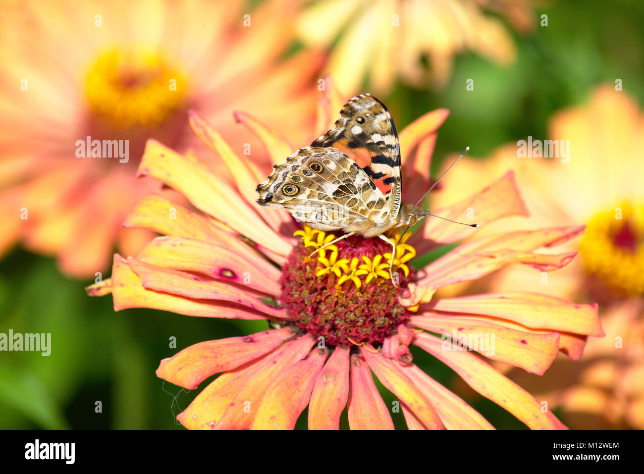 American Painted Lady on flower Stock Photo - Alamy