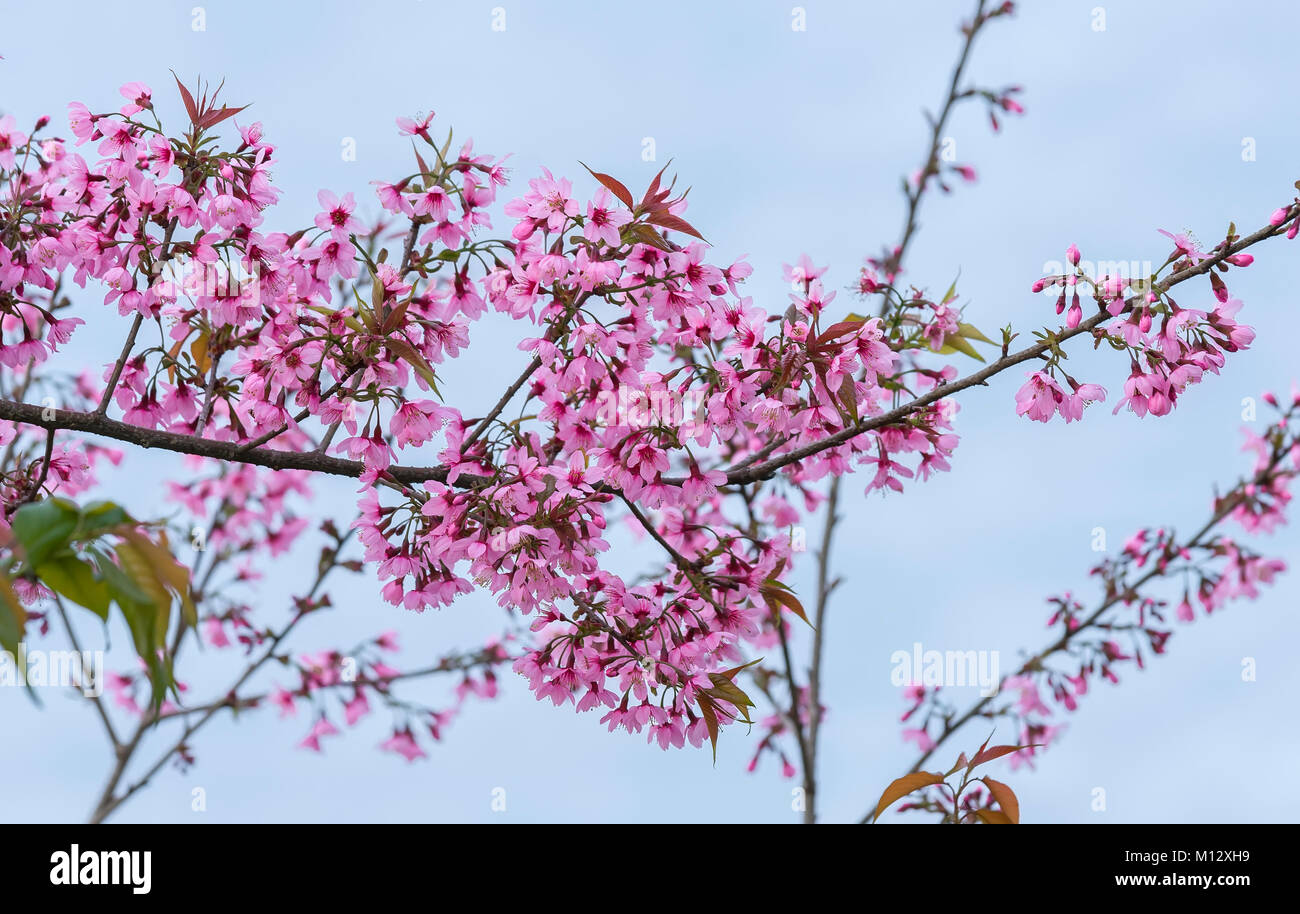 Cherry blossom cherry blossom early in the morning signal a spring has ...