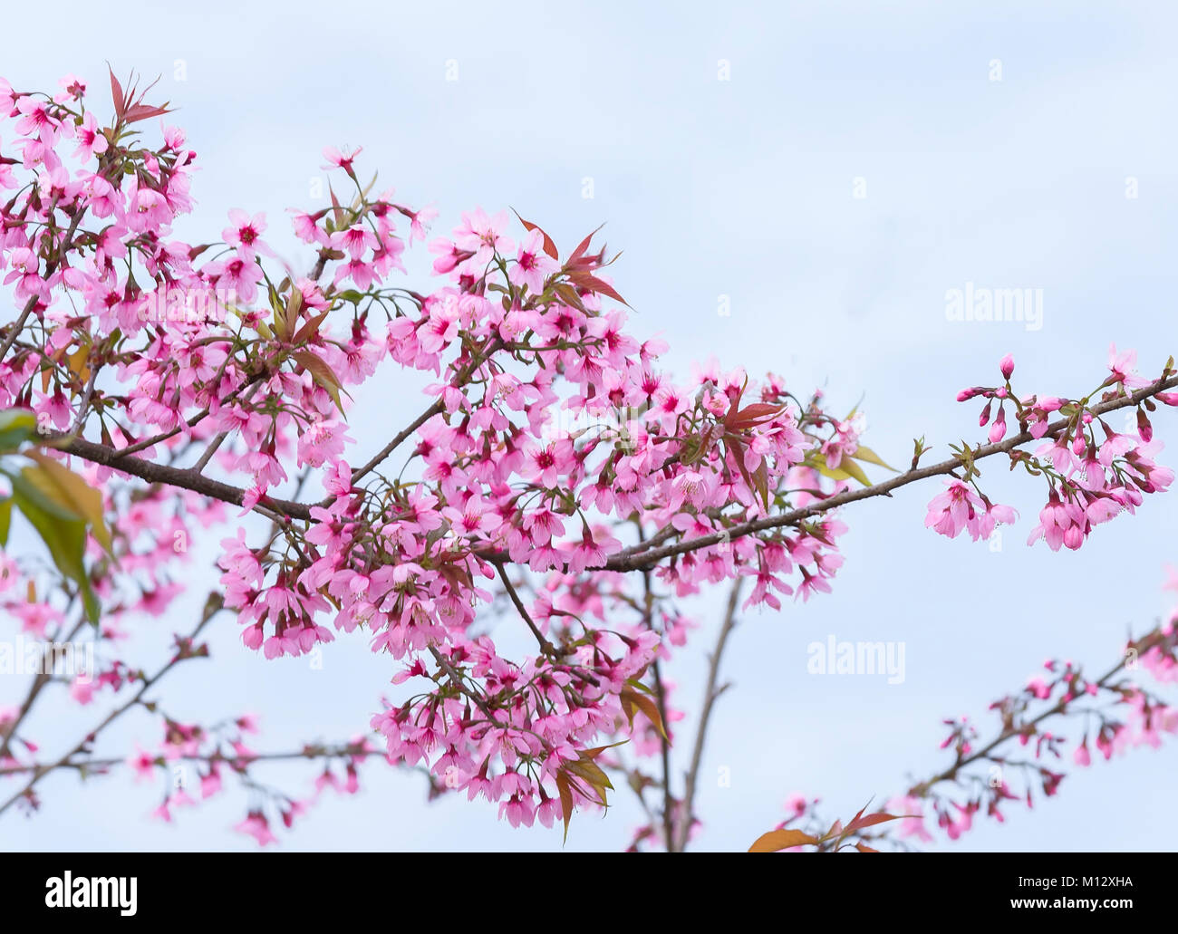 Japanese cherry blossom cut out hi-res stock photography and images - Alamy