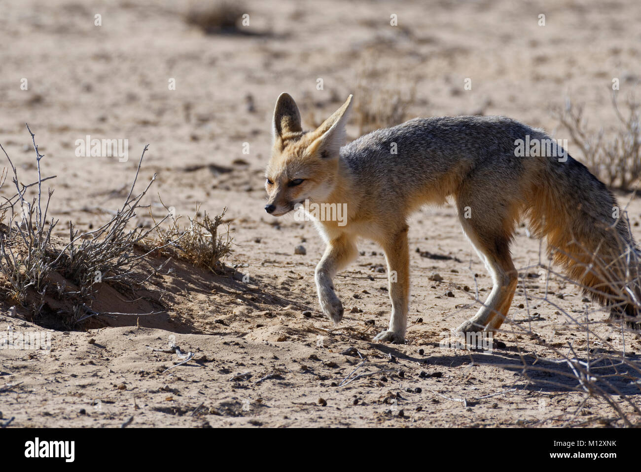 Cape fox (Vulpes chama), adult female walking on arid ground, morning ...