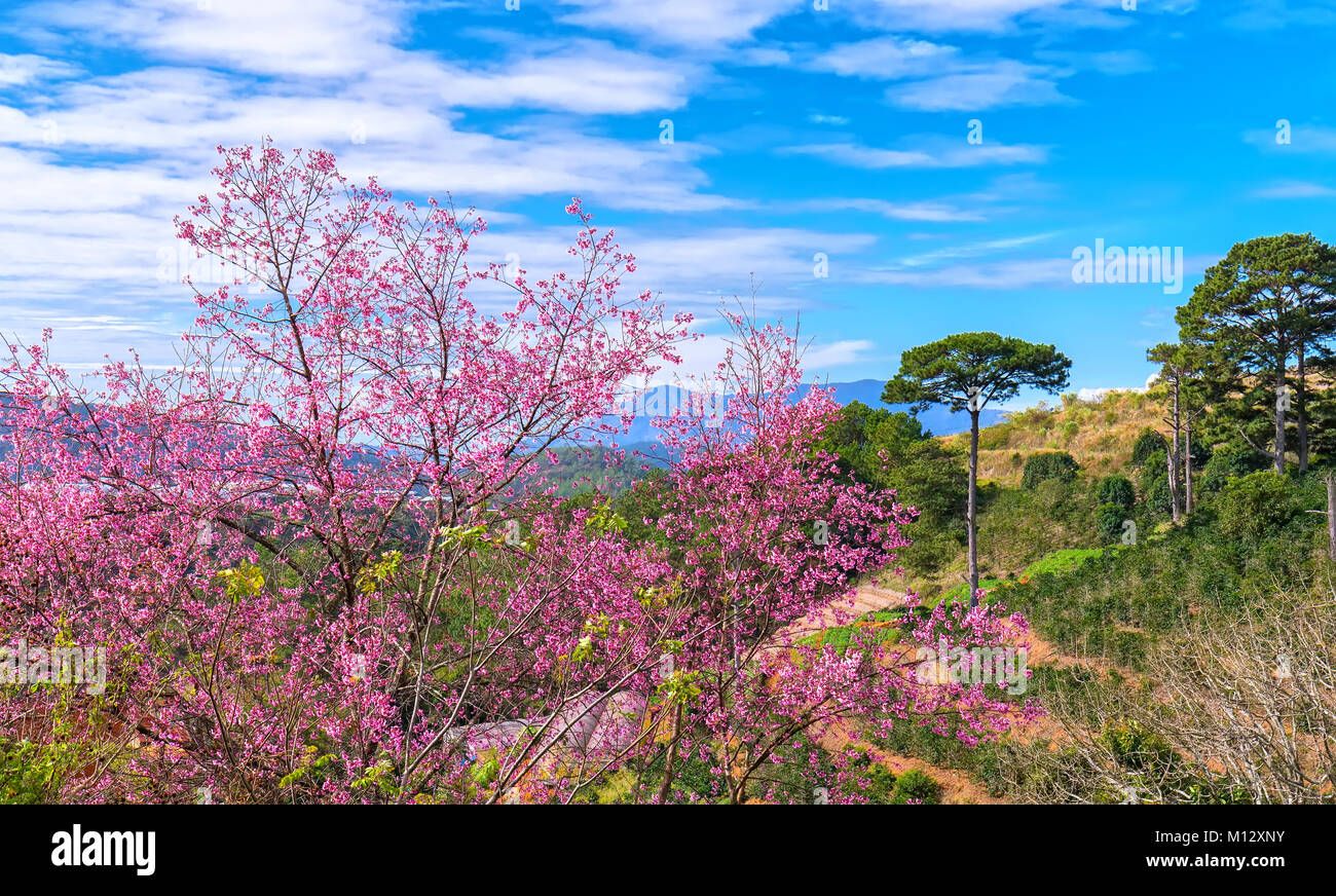 Cherry blossom cherry blossom early in the morning signal a spring has ...