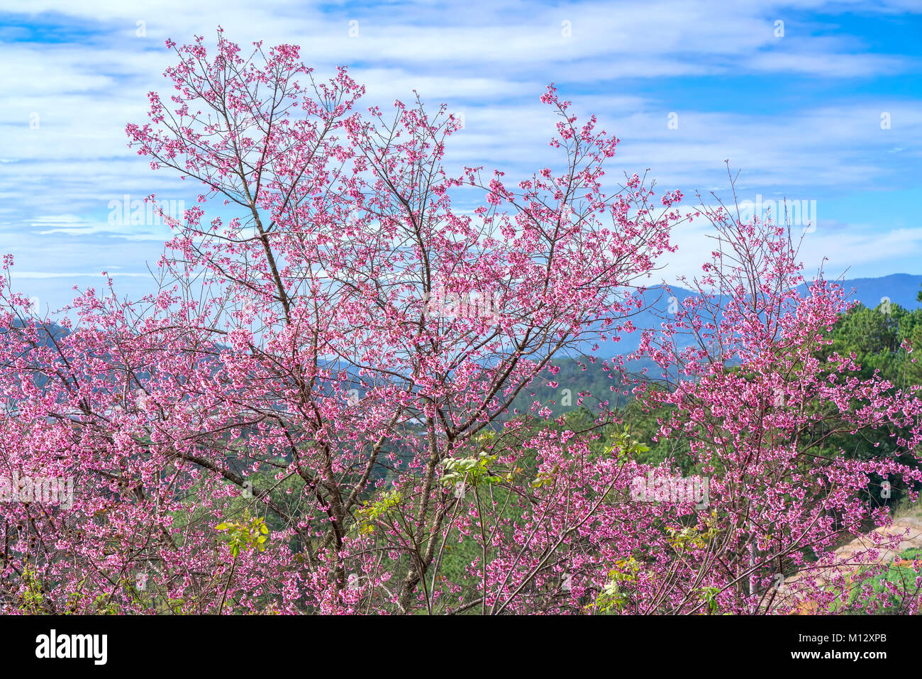 Cherry blossom cherry blossom early in the morning signal a spring has ...