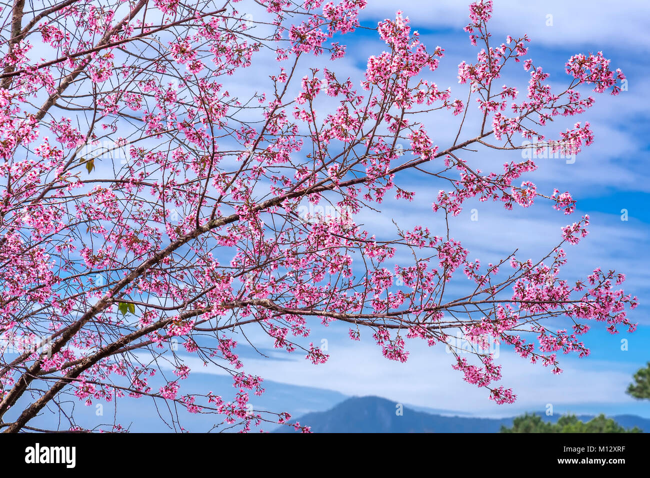 Cherry blossom cherry blossom early in the morning signal a spring has ...