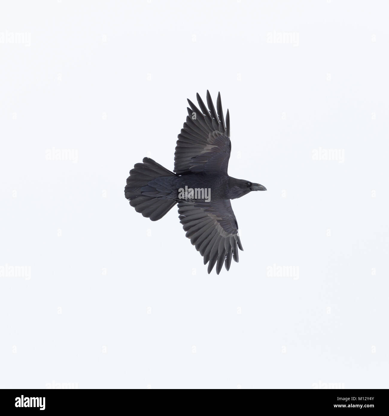 flying natural northern raven bird (corvus corax) spread wings on white ...