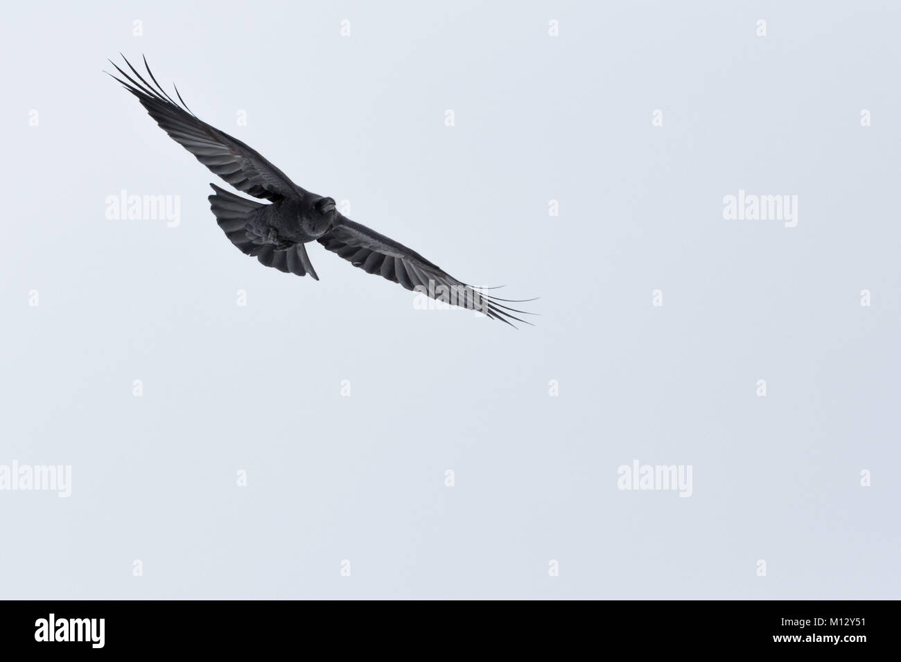 Raven flying with wings spread hi-res stock photography and images - Alamy