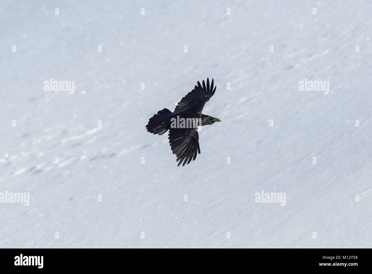 Raven bird beak in snow hi-res stock photography and images - Alamy