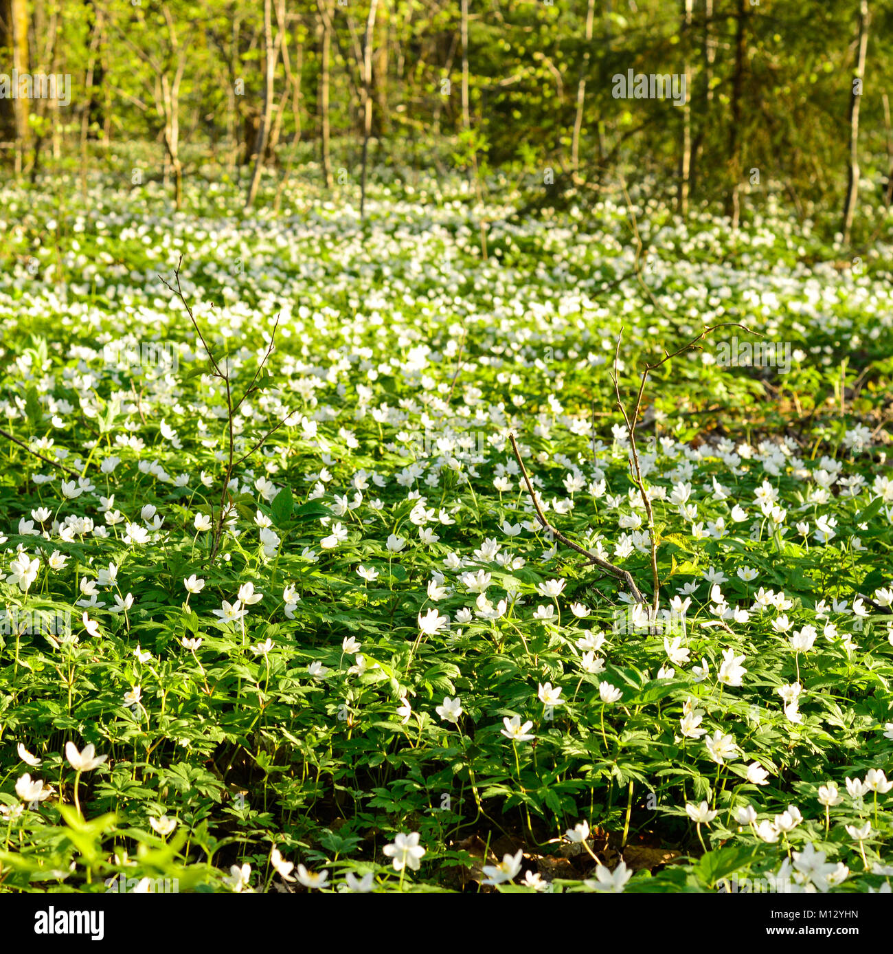 Multitude of flowers hi-res stock photography and images - Alamy