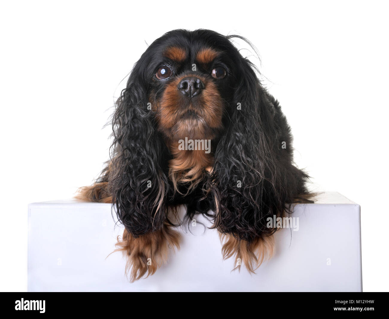 cavalier king charles in front of white background Stock Photo - Alamy