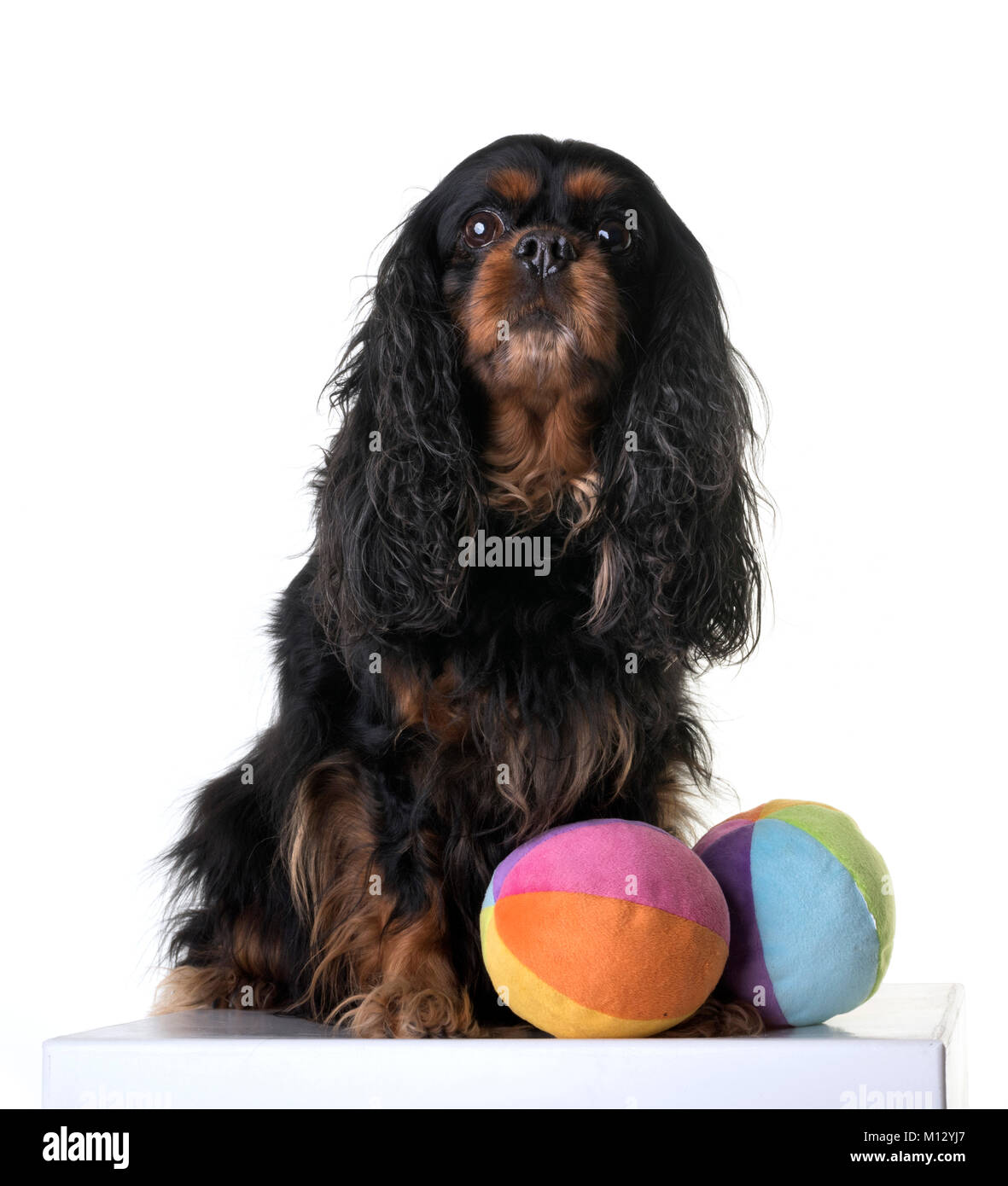 cavalier king charles in front of white background Stock Photo - Alamy