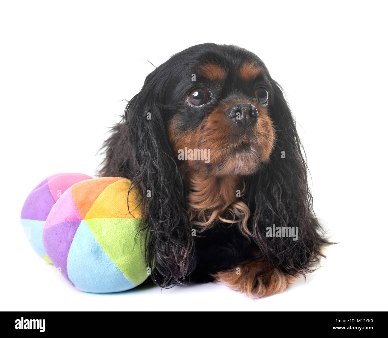 cavalier king charles in front of white background Stock Photo - Alamy
