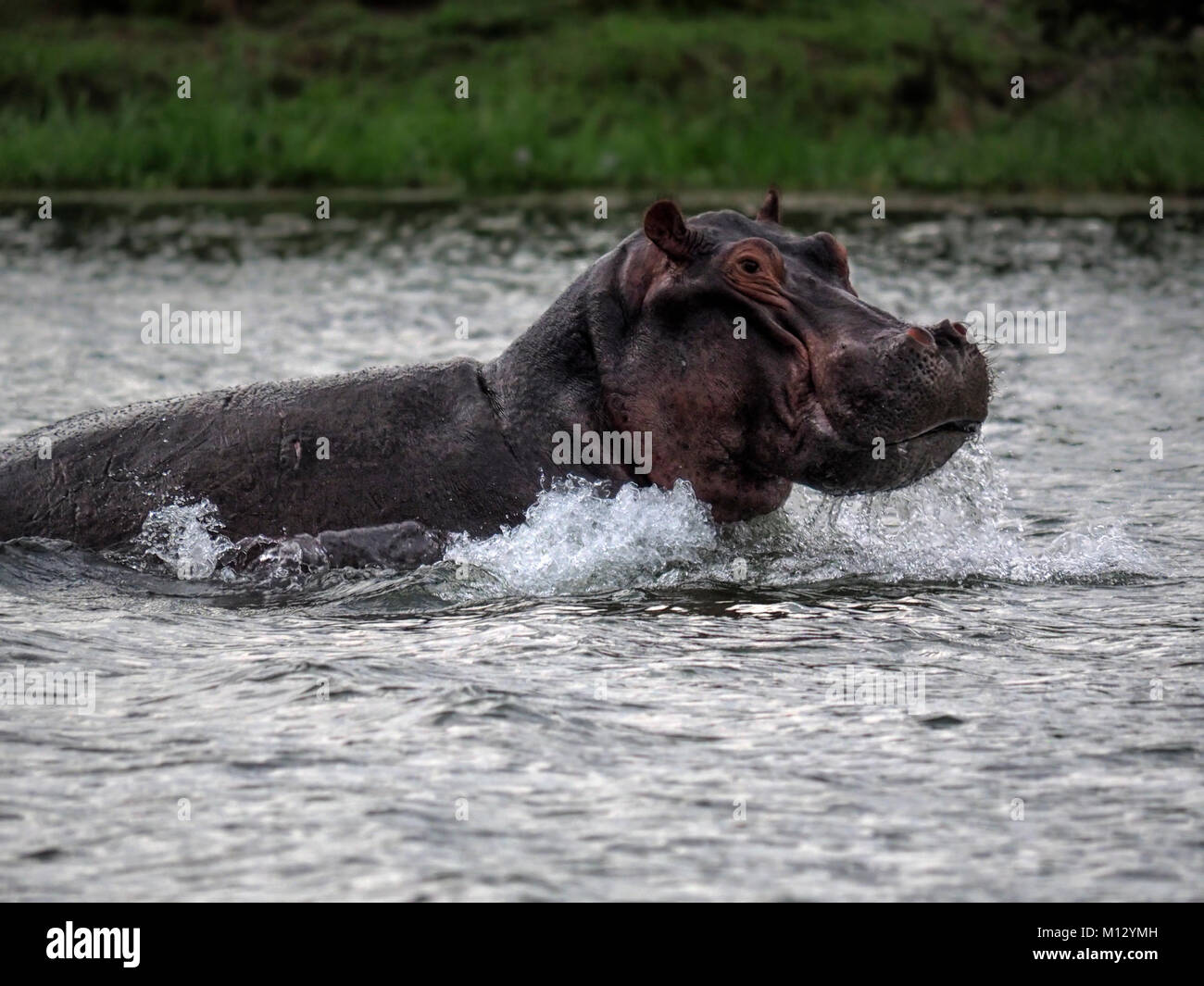 Hippo (Hippopotamus amphibius) in the River Zambezi in Zimbabwe, Africa Stock Photo - Alamy