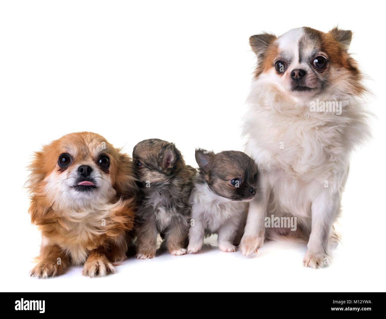 puppies chihuahua and adults in front of white background Stock Photo ...
