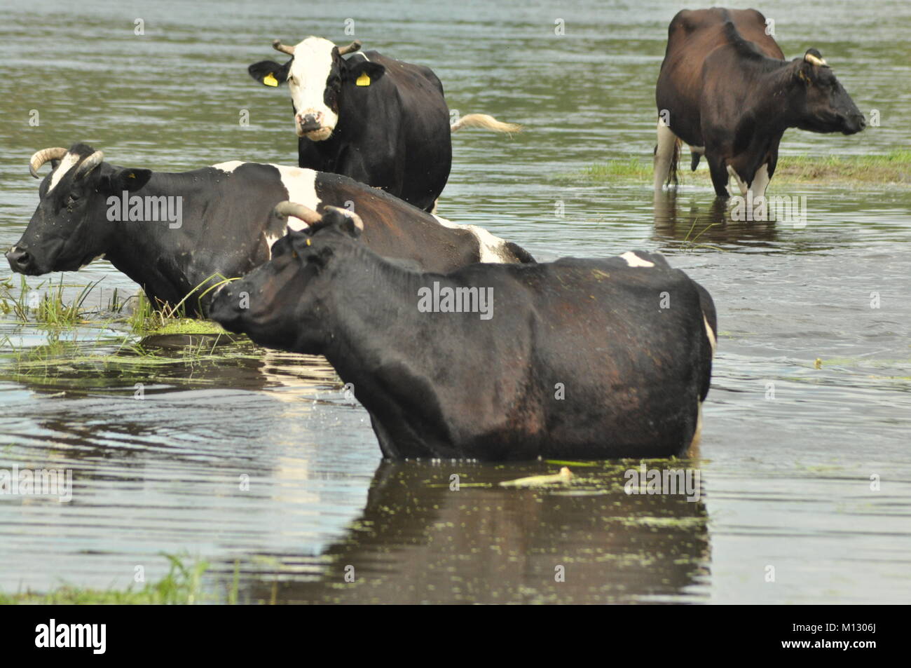 Cows in the river Bug, watering Stock Photo - Alamy